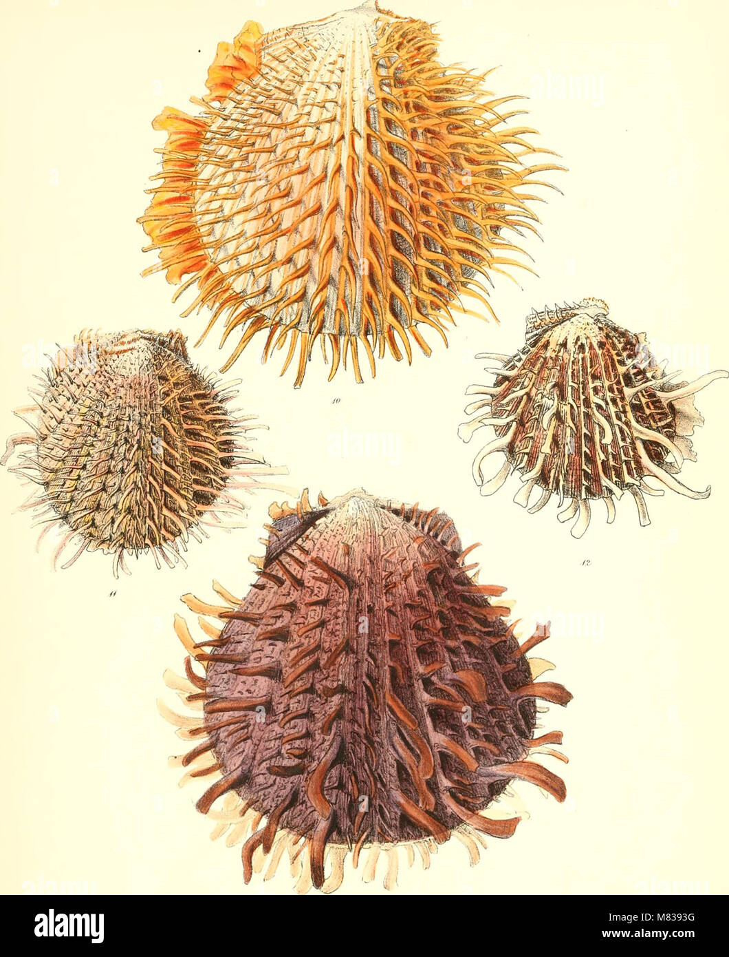 'Conchologia Iconica' is a series of illustrations depicting the shells ...