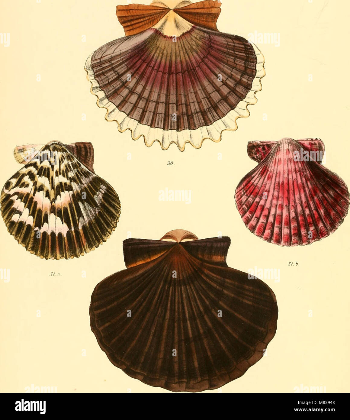 Conchologia iconica, or, Illustrations of the shells of molluscous ...