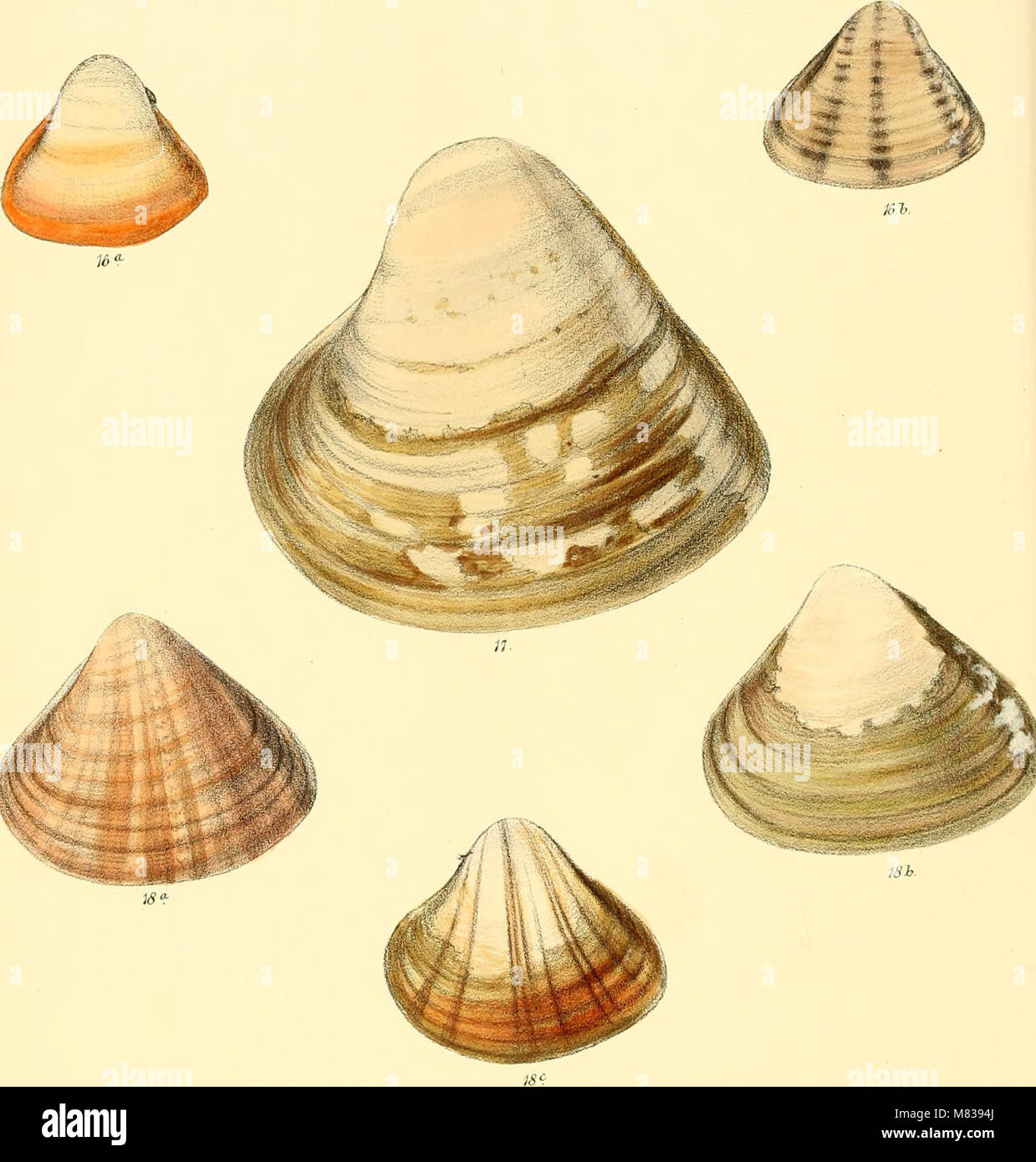 'Conchologia Iconica' (1864) features detailed illustrations and ...