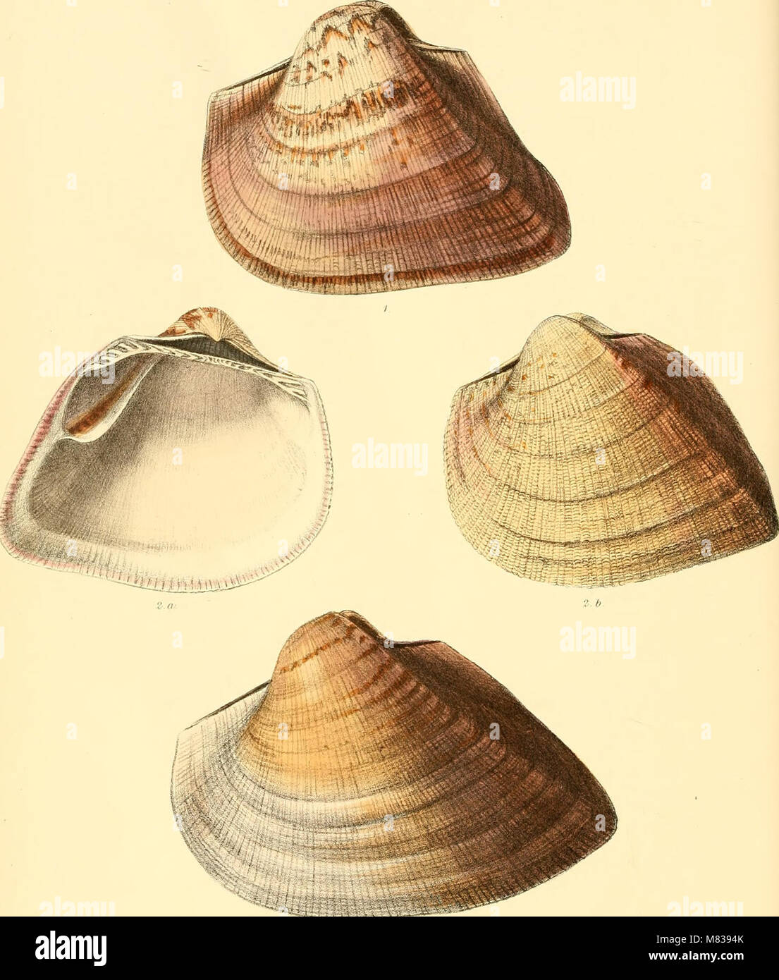 Conchologia iconica, or, Illustrations of the shells of molluscous ...