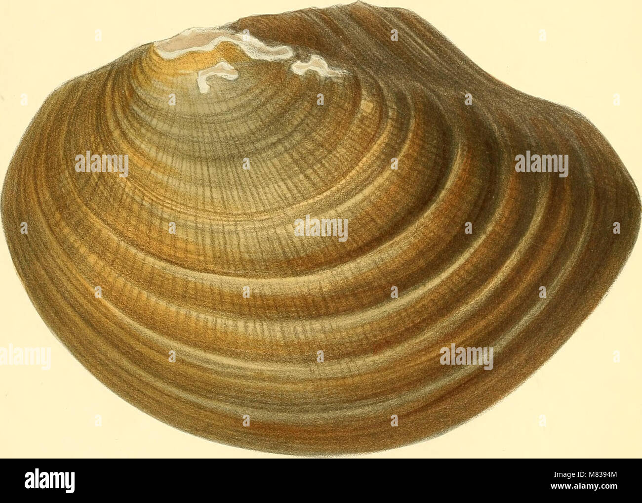 'Conchologia Iconica' (1870) is a detailed work illustrating the shells ...