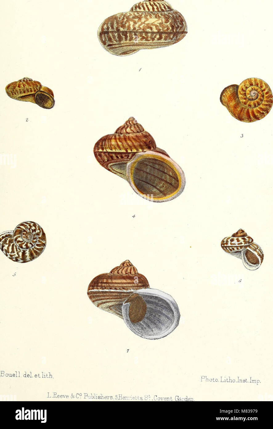 Conchologia indica- illustrations of the land and freshwater shells of ...