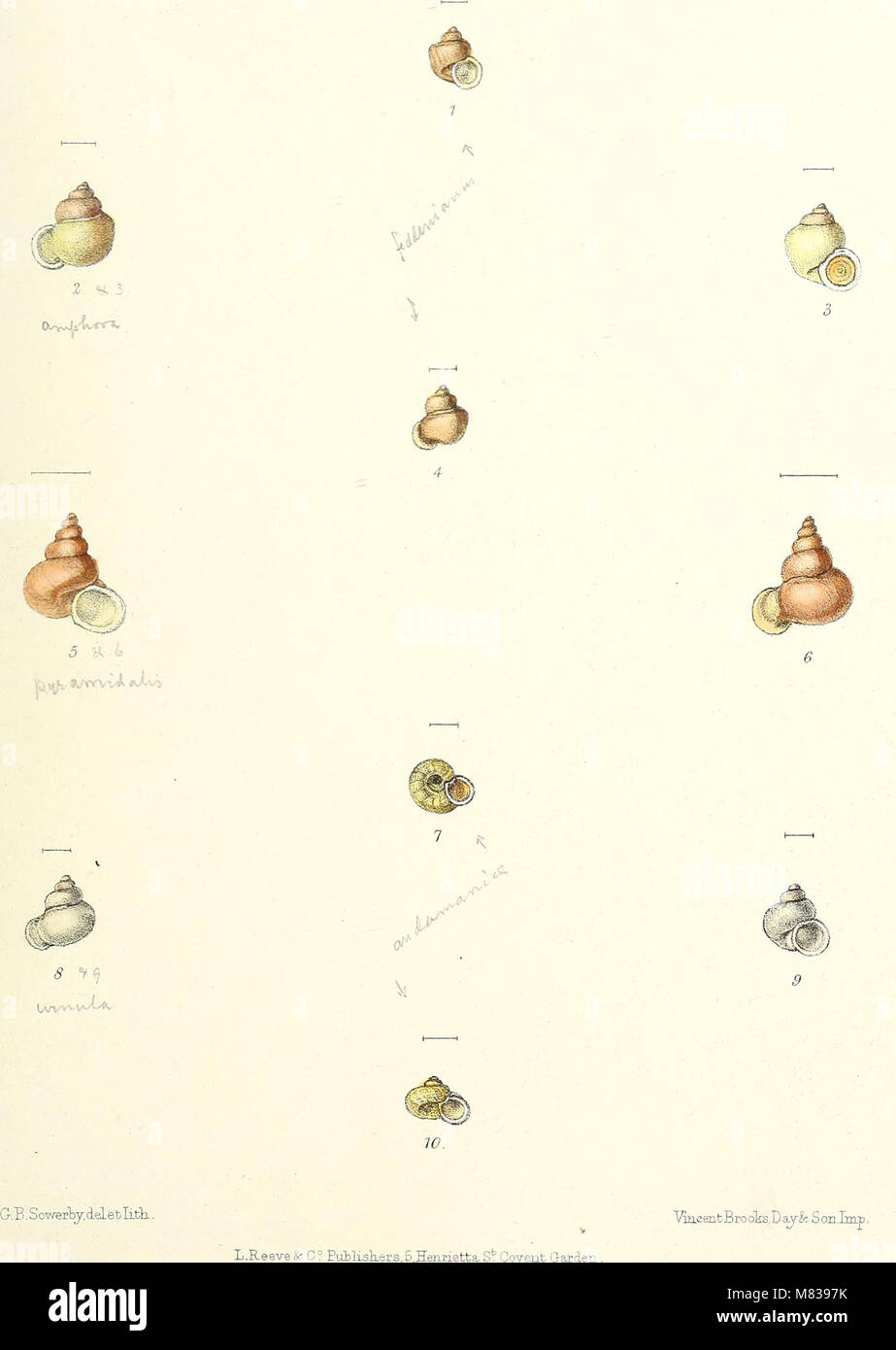 Various species of land shells hi-res stock photography and images - Alamy
