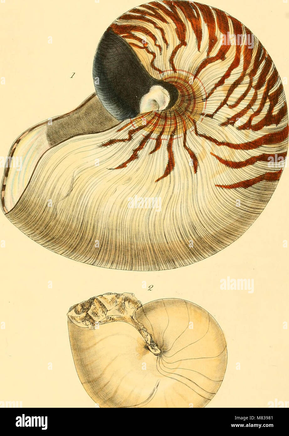 The 1841 work 'Conchologia Systematica' presents a complete system of ...
