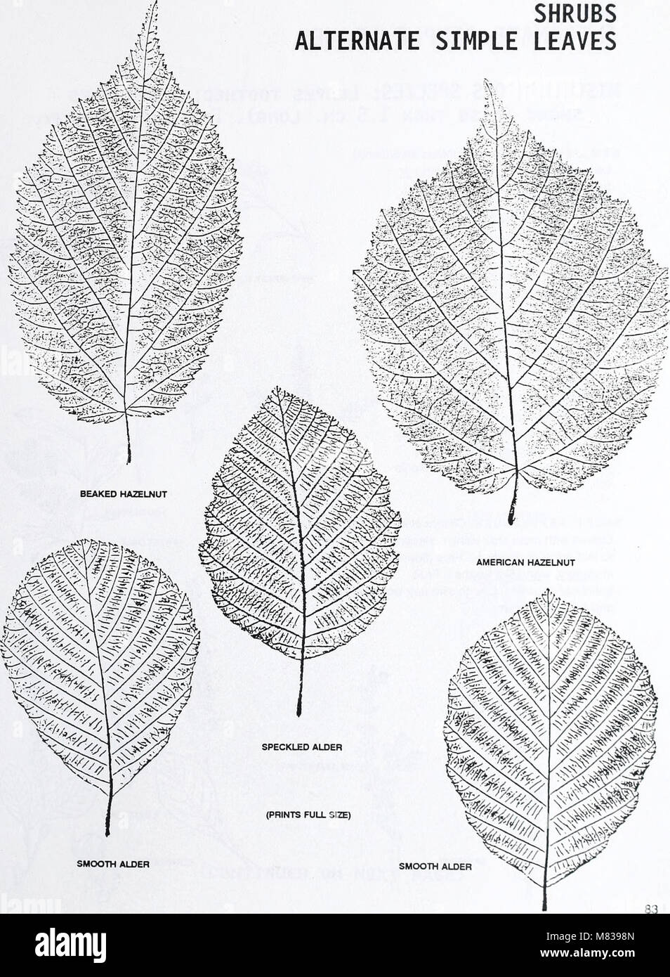 This 1990 guide provides an overview of trees and shrubs in the Concord ...