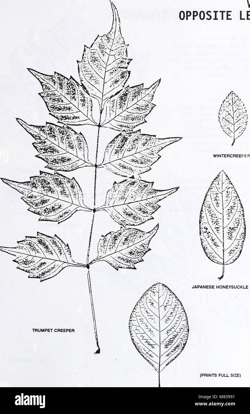'Concord Area Trees and Shrubs' (1990) is a detailed guide to the local ...