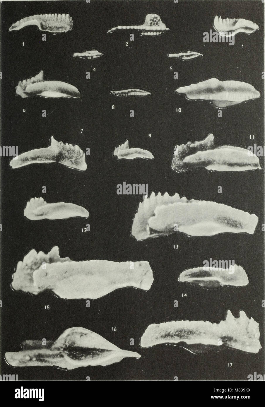 Conodonts from the Glen Dean formation (Chester) of the Illinois basin ...