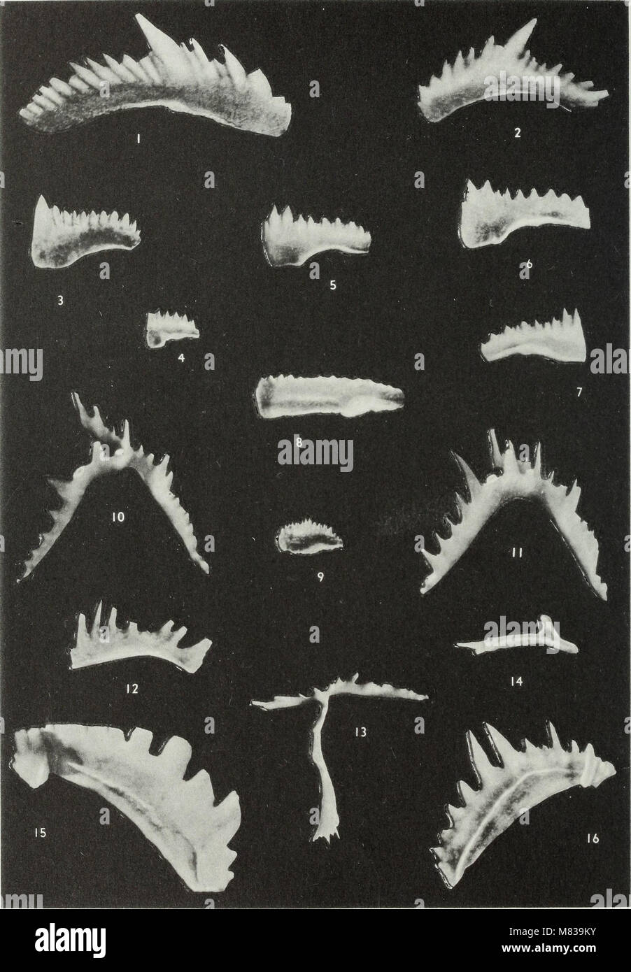 This study on *Conodonts from the Glen Dean Formation* (Chester) of the ...
