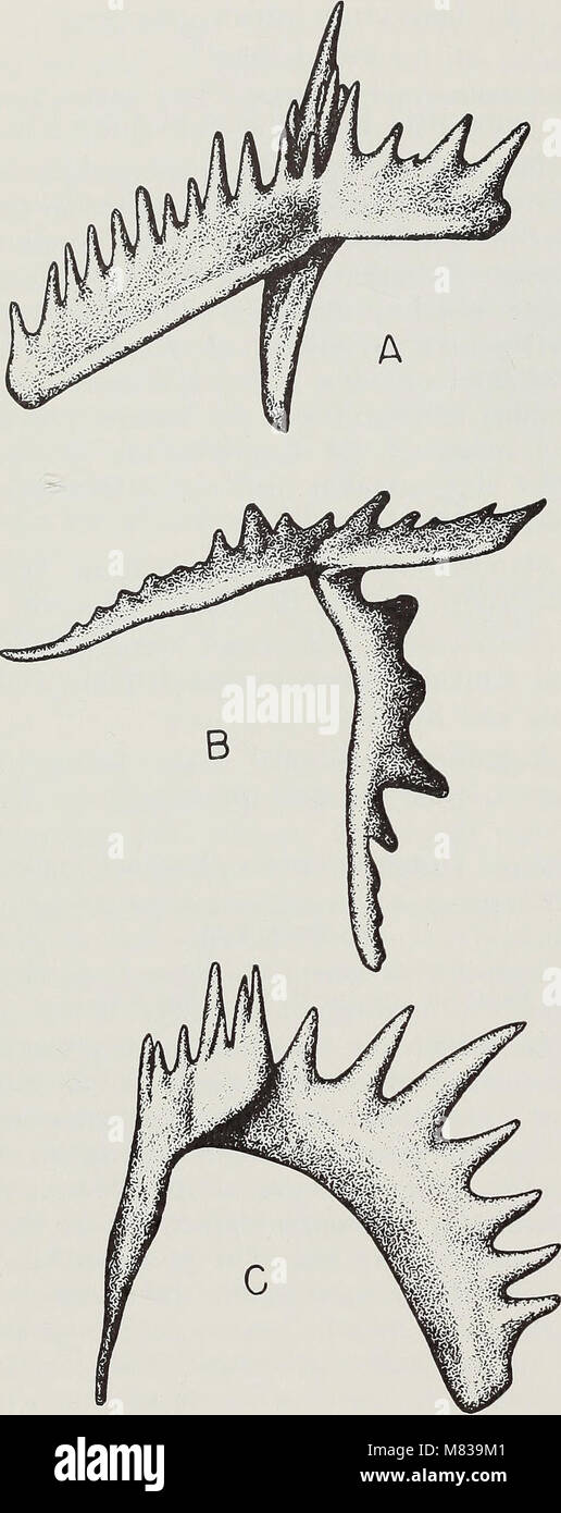 This 1958 study explores conodont fossils from the Glen Dean Formation ...