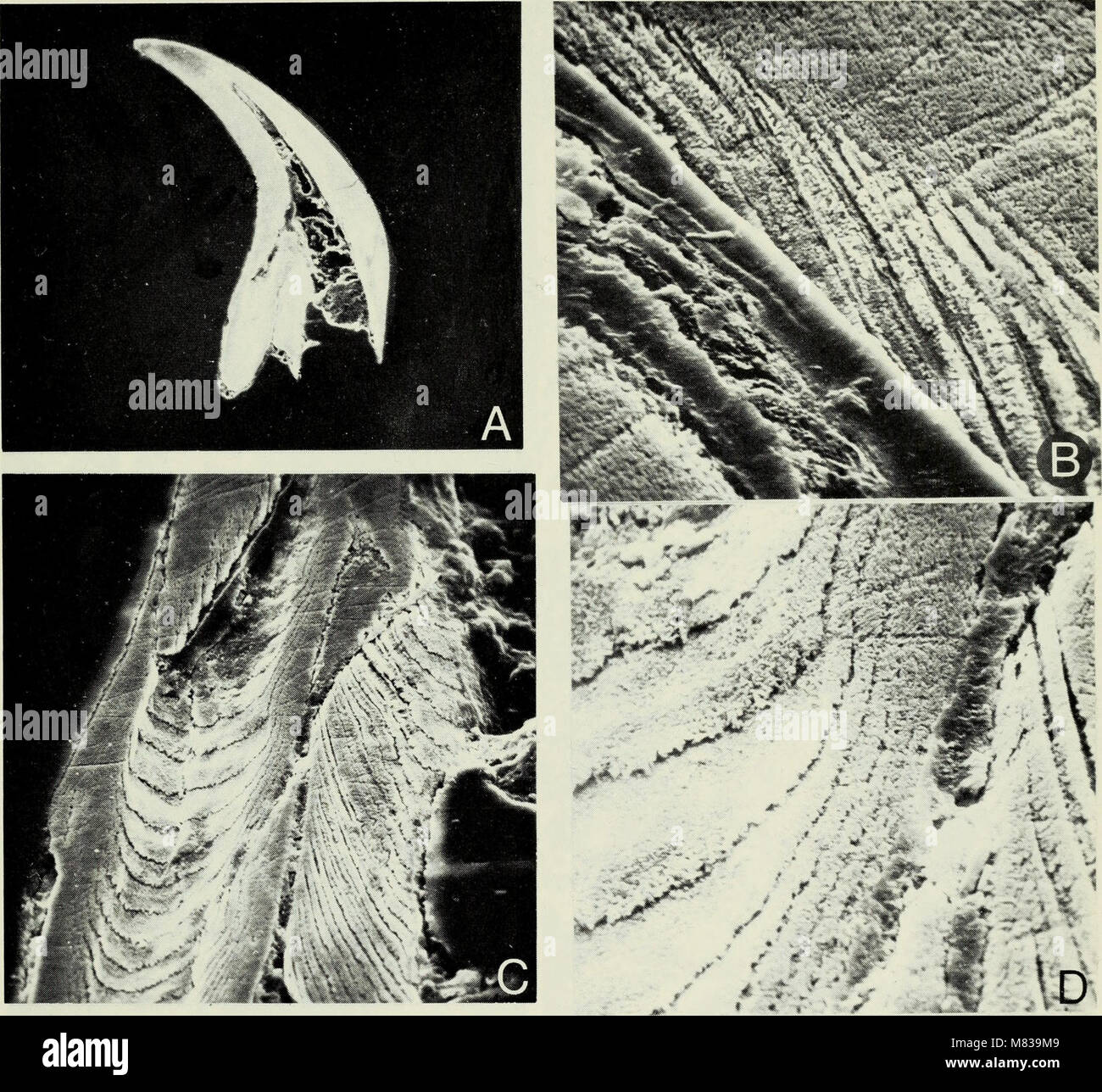 This study focuses on the ultrastructure of conodonts, particularly ...
