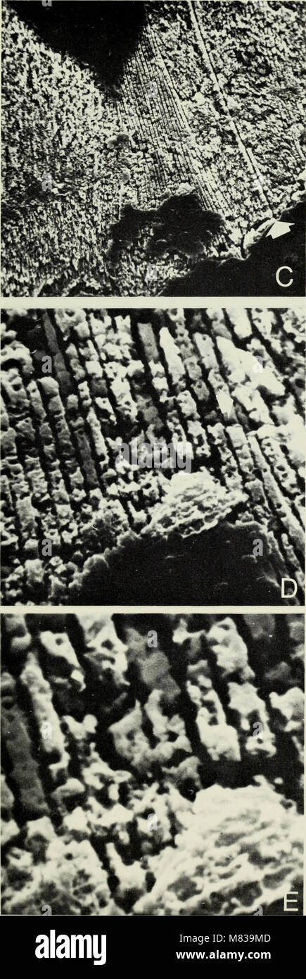 Conodont ultrastructure - the family Panderodontidae (1973 ...