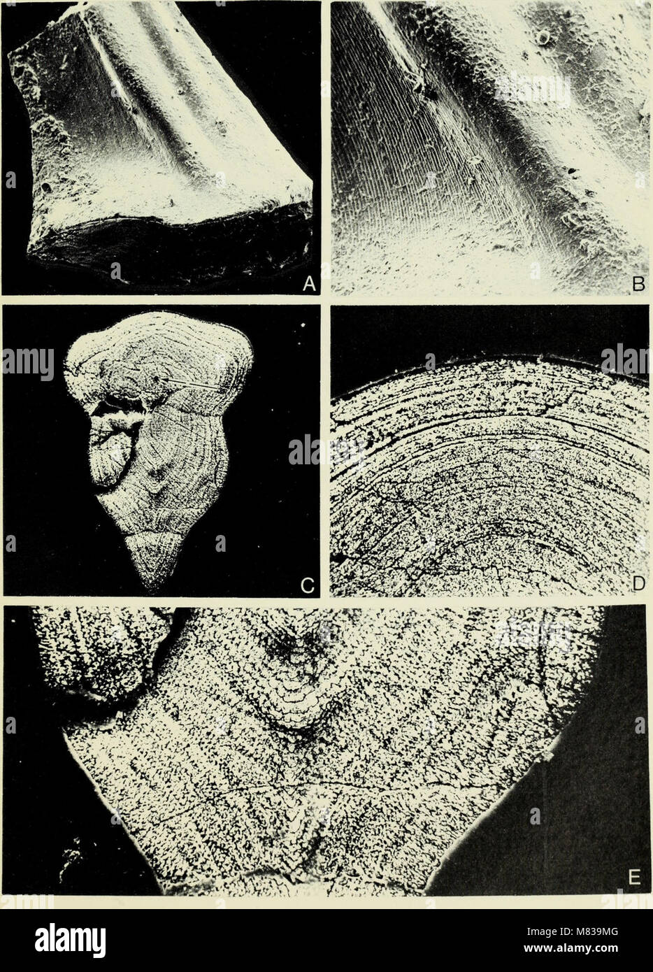 Contributing to scientific study of extinct species anatomy and ...