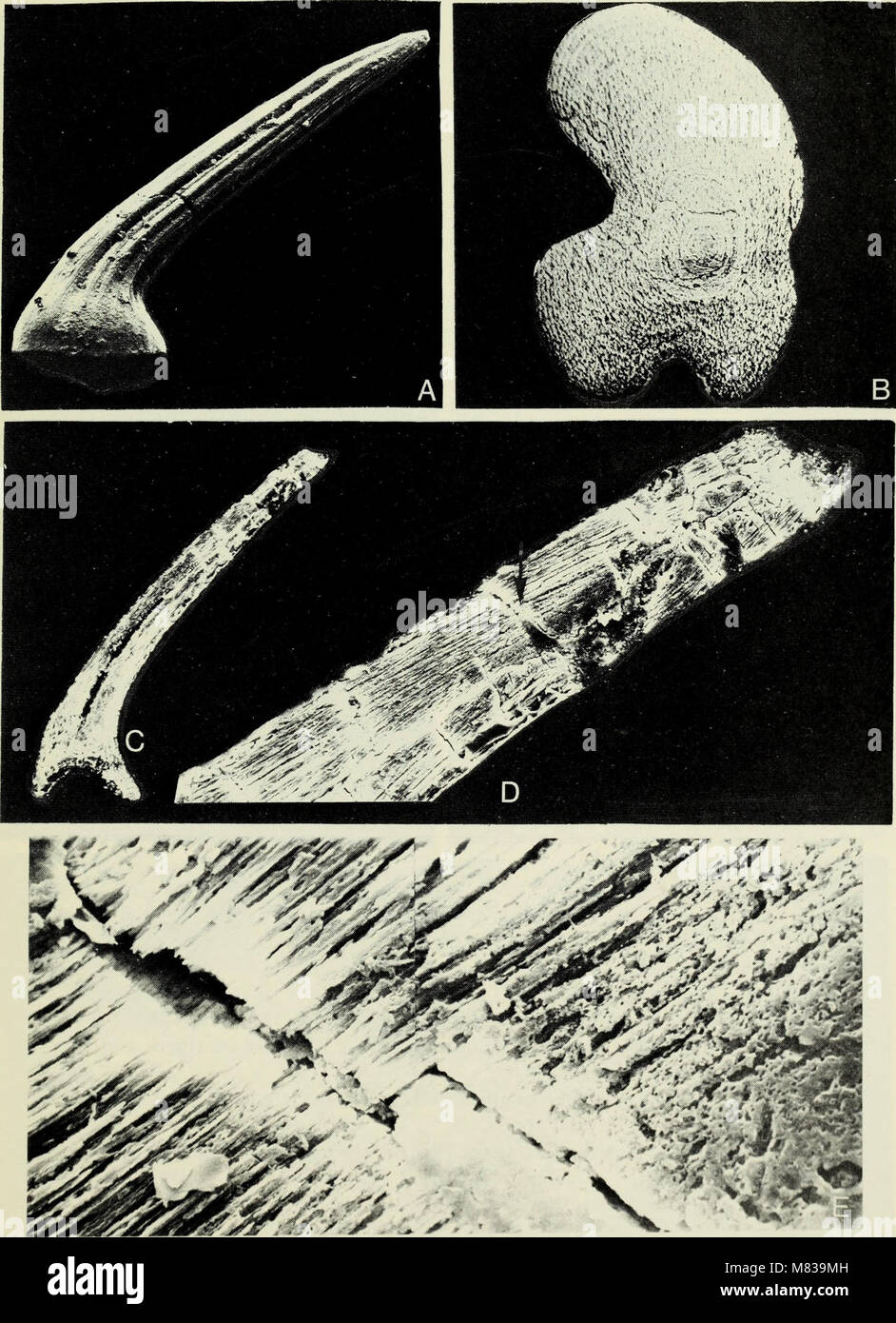 Conodont ultrastructure - the subfamily Acanthodontinae (1975 ...