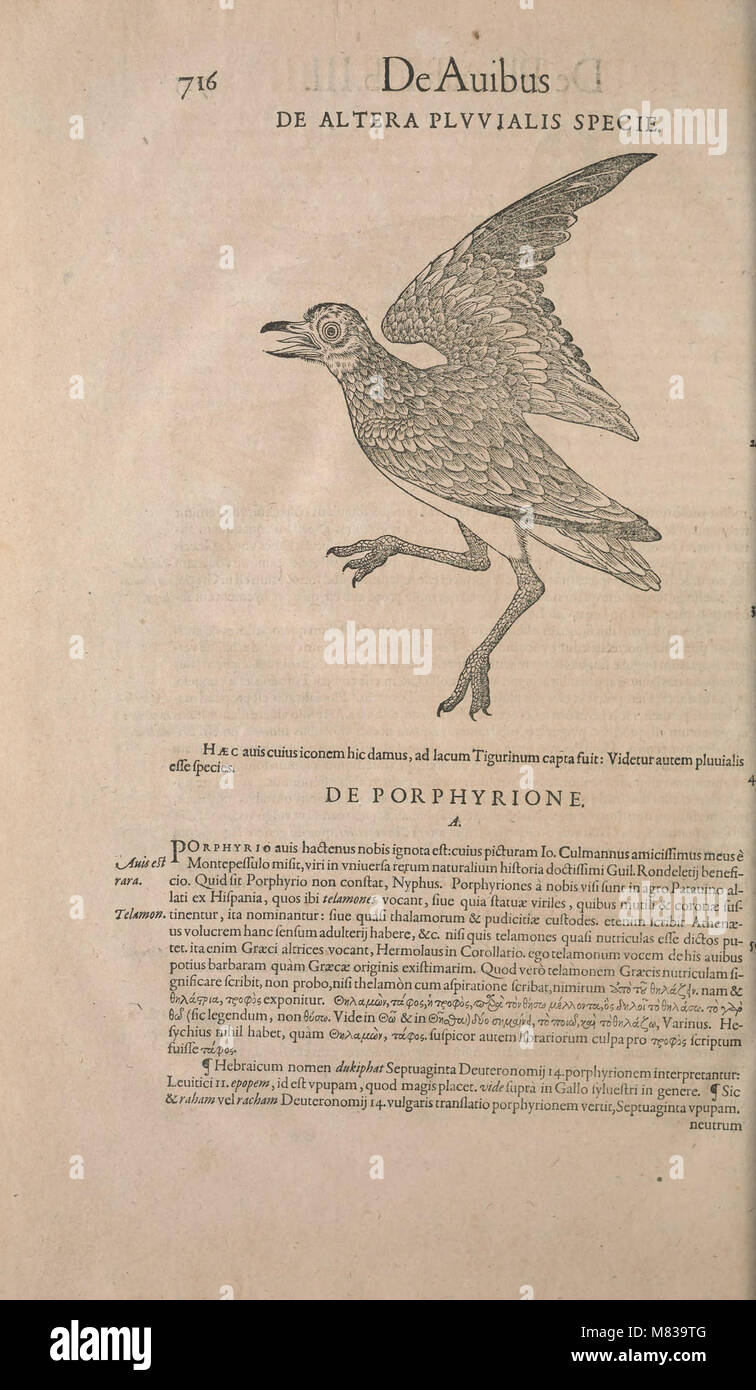 A 1586 work by Conrad Gesner, a professor at the University of Zurich ...