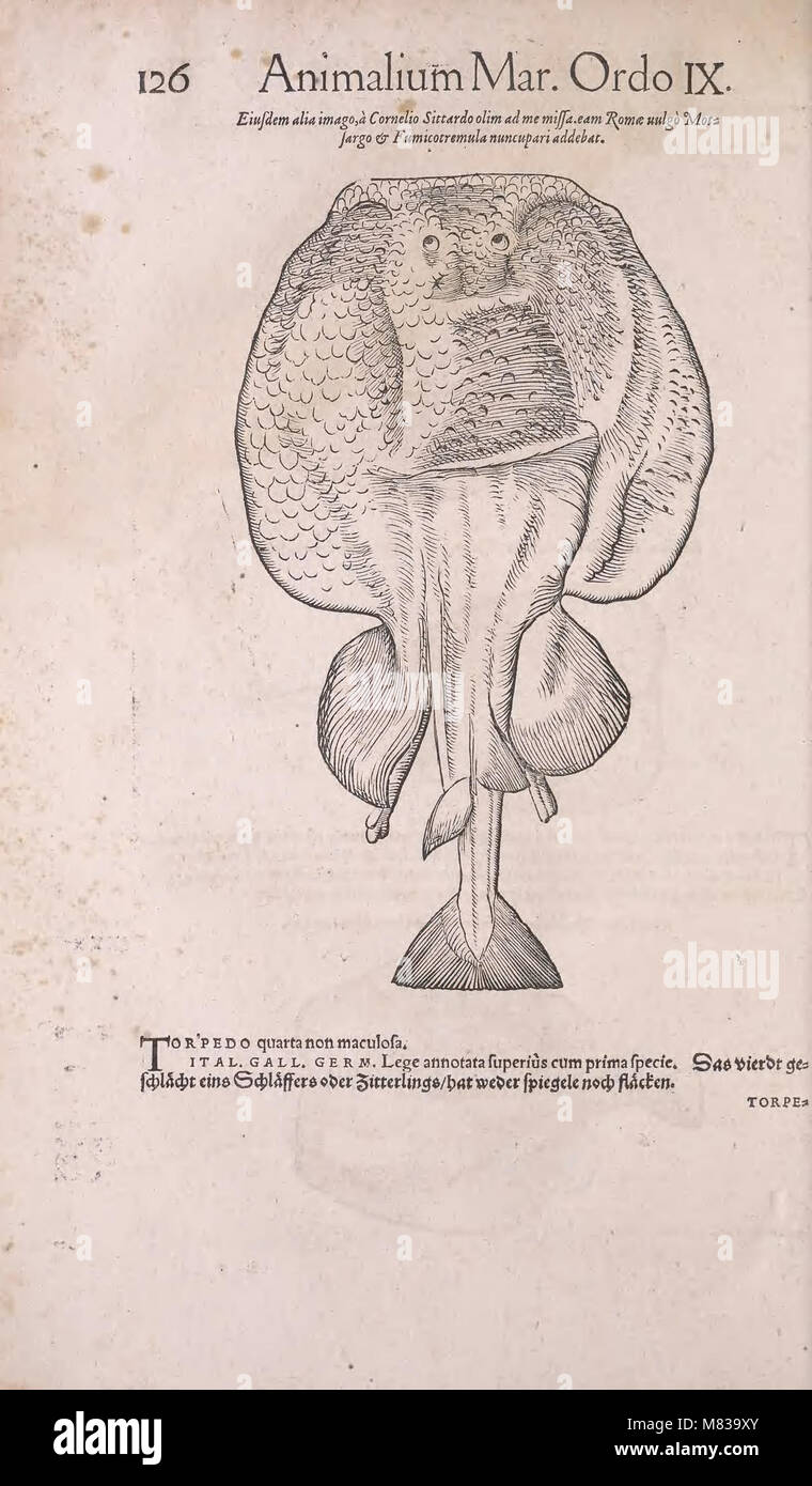 This 1586 work by Conrad Gesner, a Swiss physician and philosopher ...