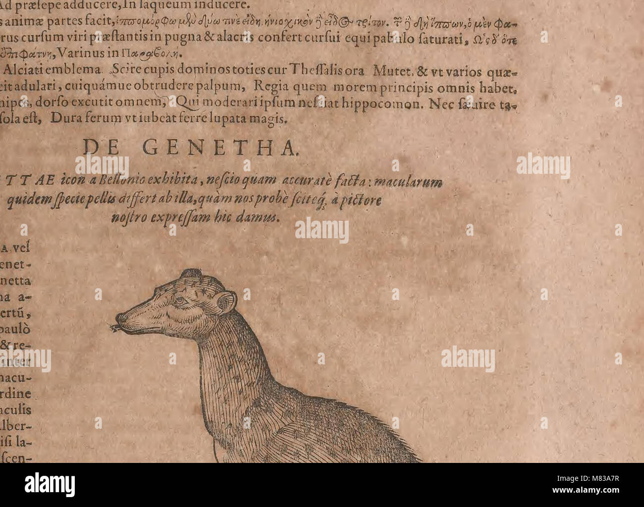 'Conradi Gesneri Historiae Animalium' (16th century) is a detailed ...