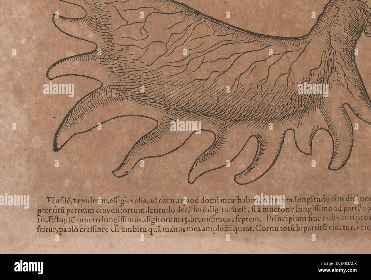 This historical work by Conrad Gesner, 'Historiae animalium', is the ...