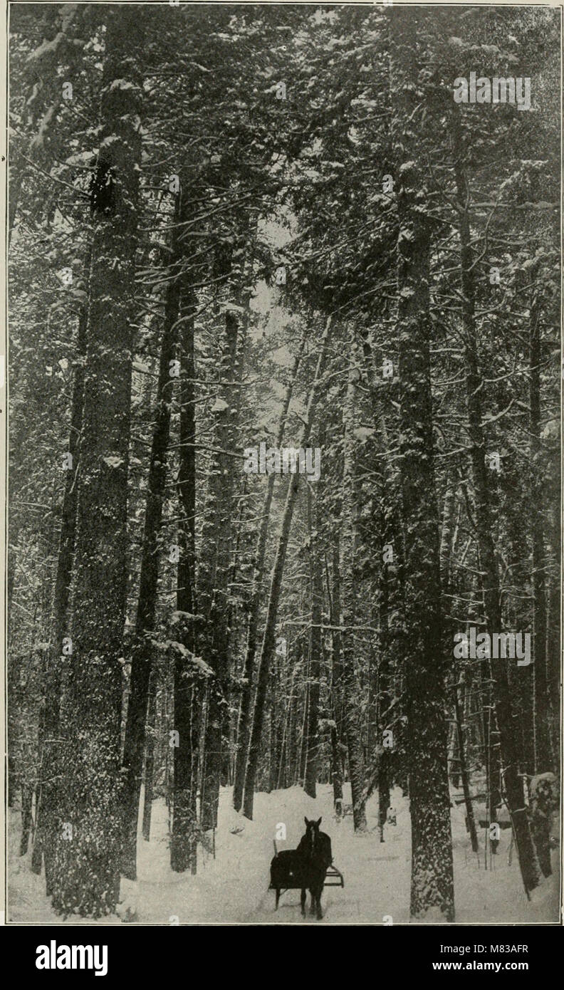 'Conservation' (1908-1909) explores the emerging environmental movement ...