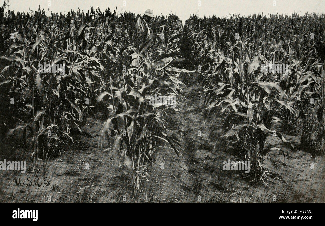 *Conservation* (1908-1909) discusses efforts and strategies related to ...