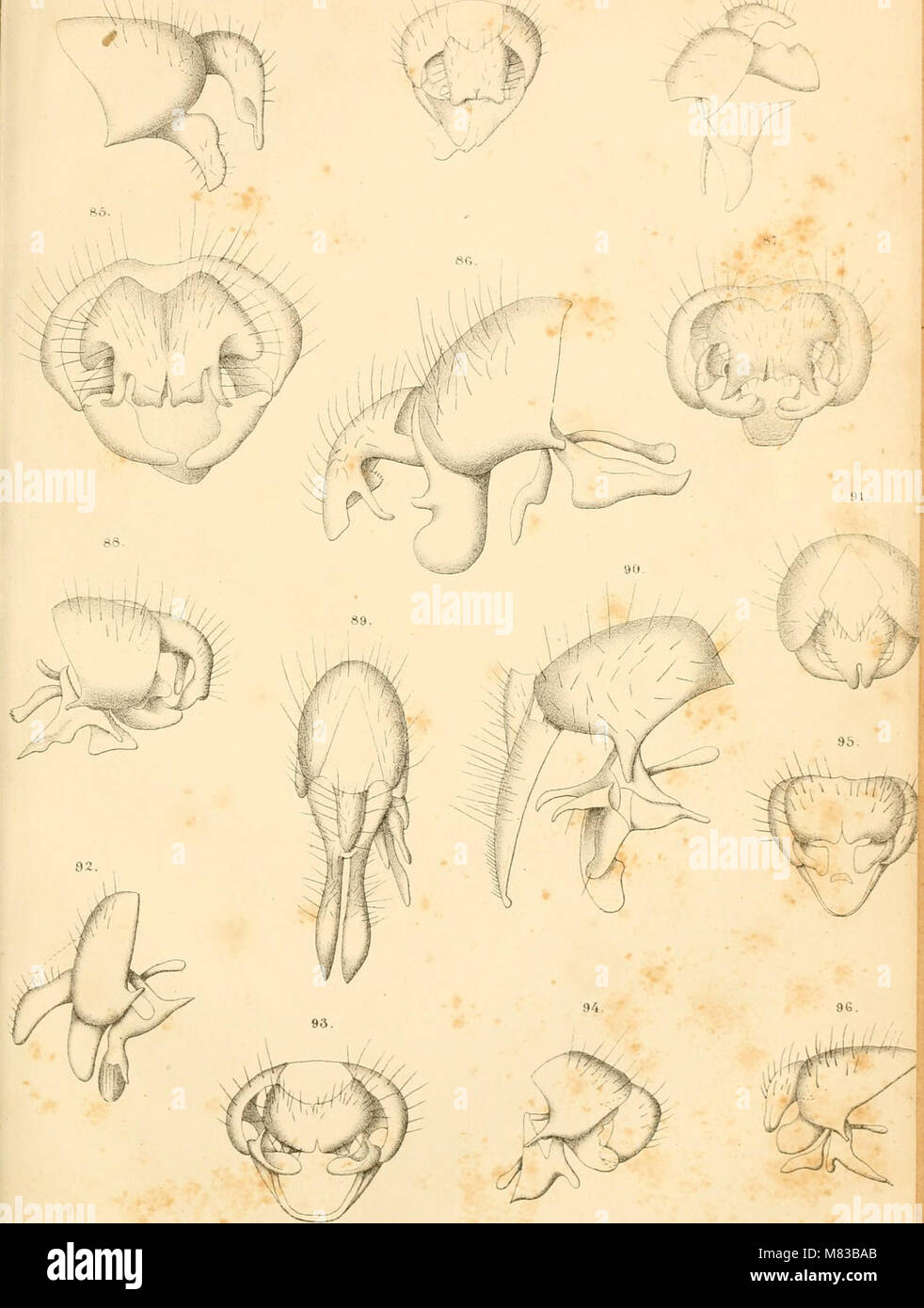 This work from 1887 explores the dipteran (fly) species, focusing on ...