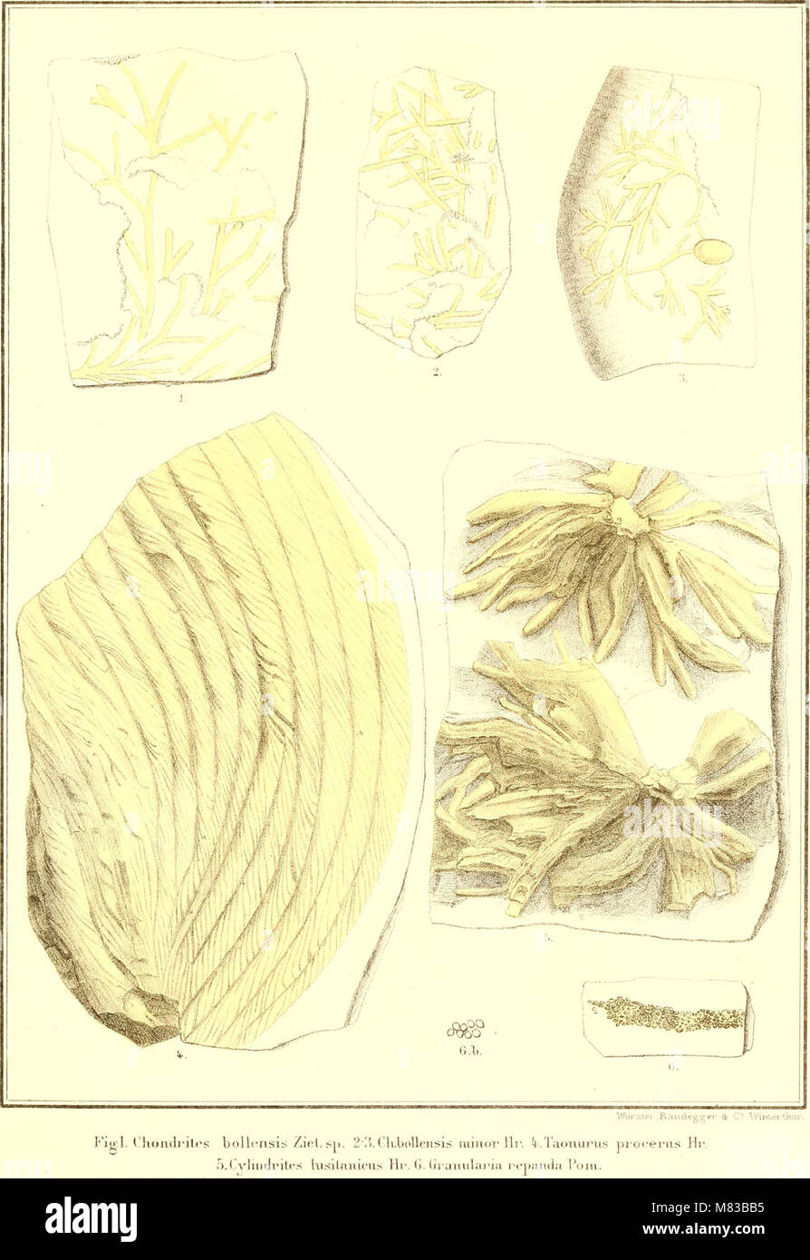 Contributions à La Flore Fossile Du Portugal 1881 20068144233 Stock