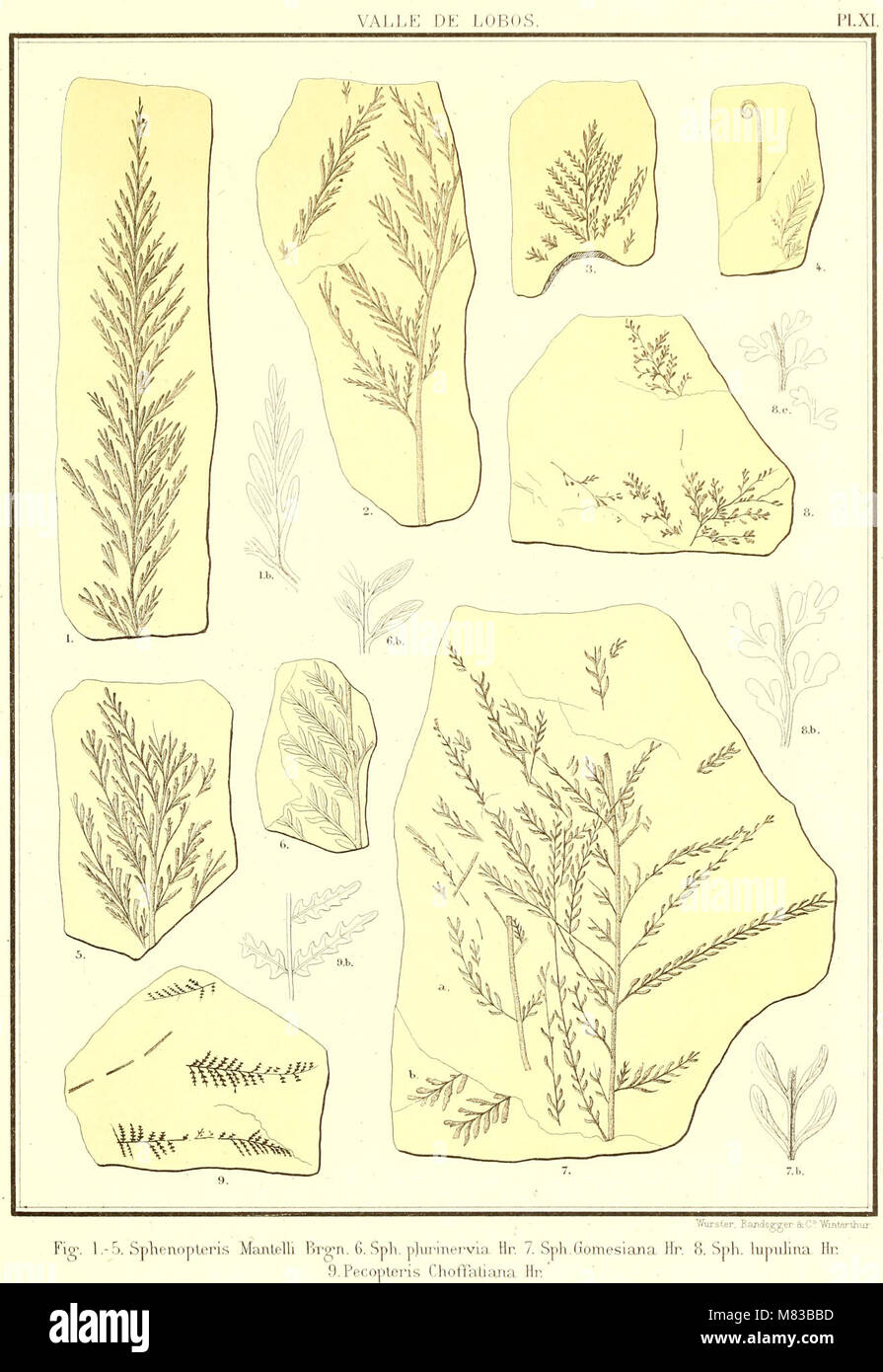 Contributions à La Flore Fossile Du Portugal 1881 20501126060 Stock