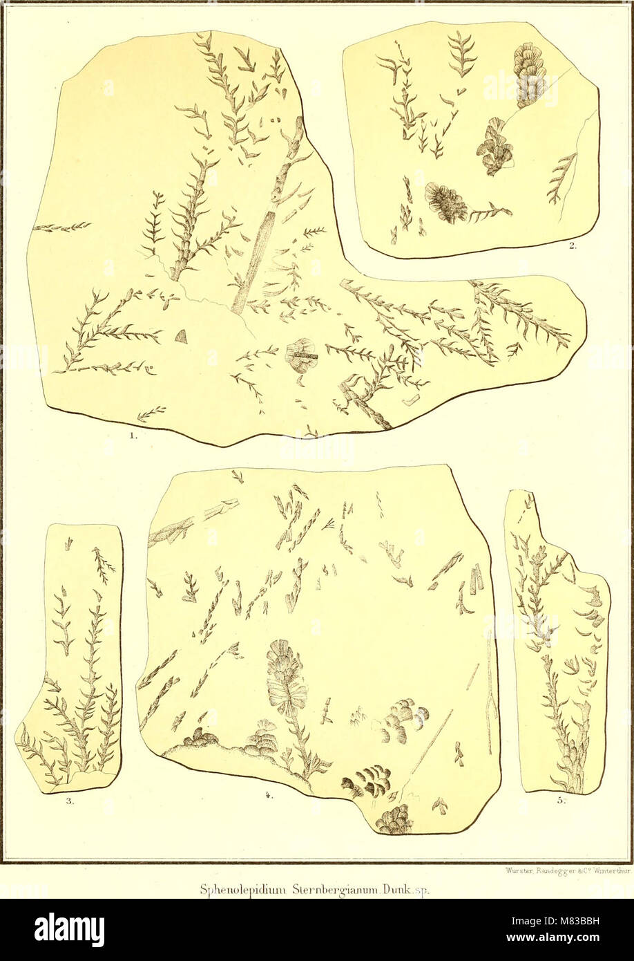 Contributions à La Flore Fossile Du Portugal 1881 20662849876 Stock
