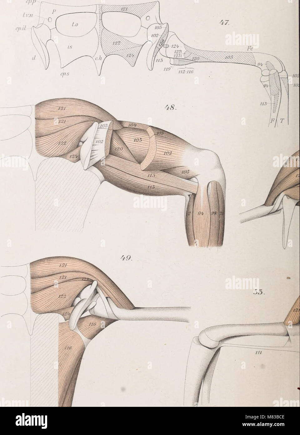 'Contributions to the Study of Comparative Myology' (1893) explores the ...