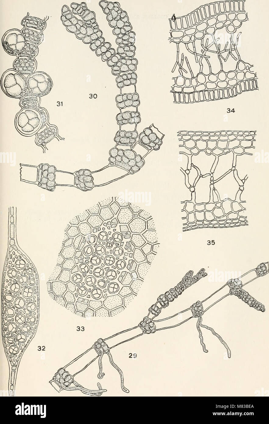 'Contributions from the Bermuda Biological Station for Research' (1917 ...