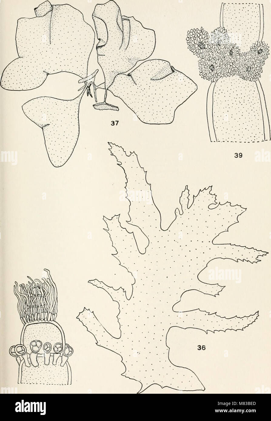 *Contributions from the Bermuda Biological Station for Research* (1917 ...