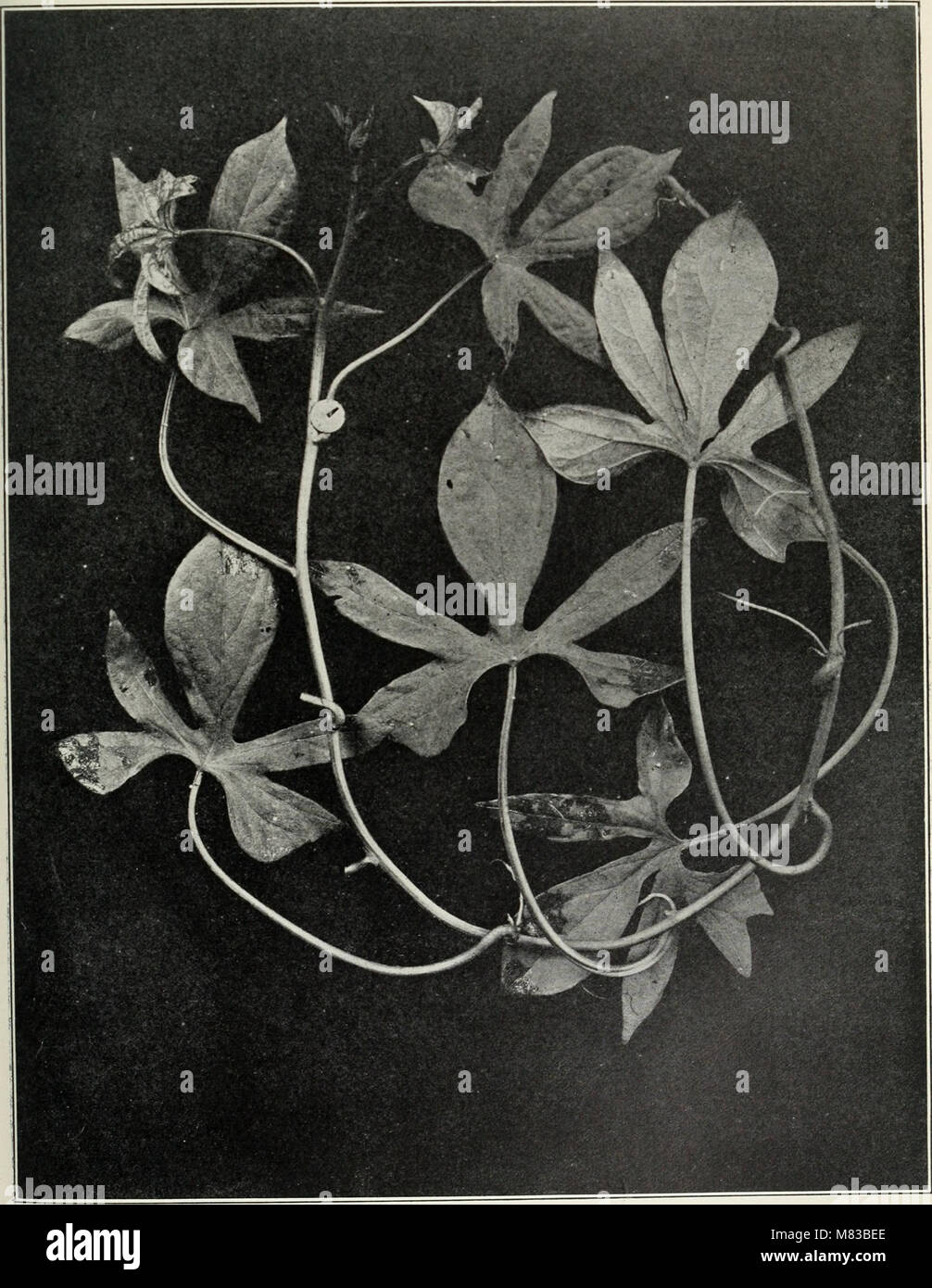 The Contributions from the Botanical Laboratory of the University of ...