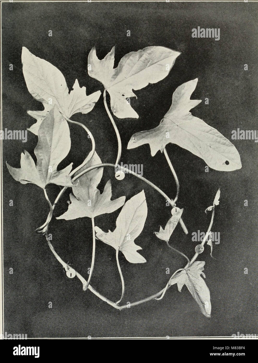 *Contributions from the Botanical Laboratory of the University of ...