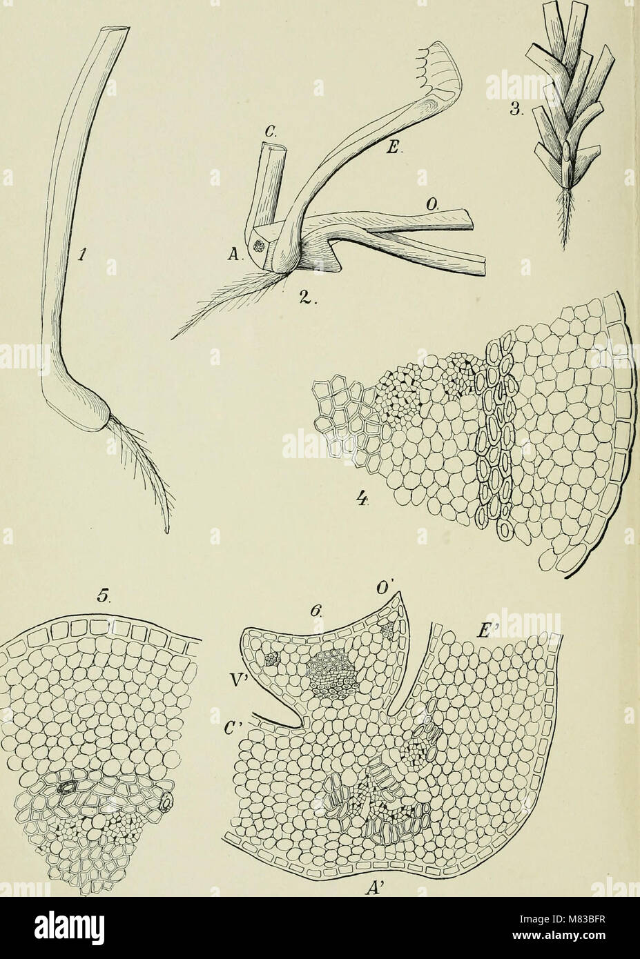 Spanning from 1892 to 1932, this series of contributions from the ...