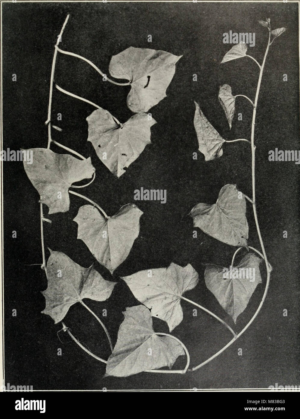 This publication series from the Botanical Laboratory of the University ...