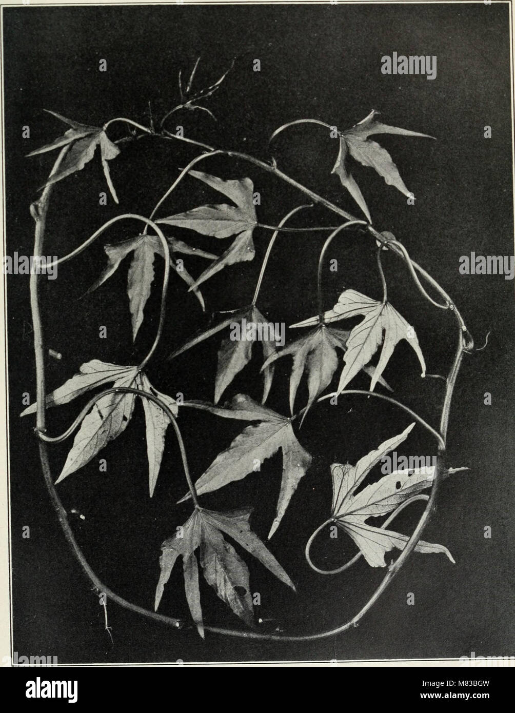 This collection of contributions from the Botanical Laboratory of the ...
