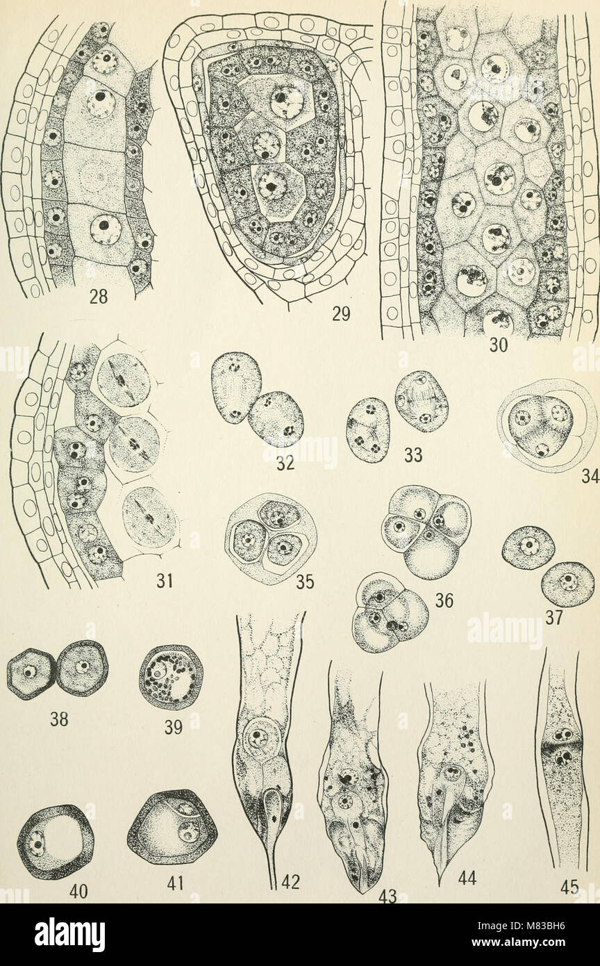 Contributions from the Hull Botanical Laboratory (1895-) (20066362354 ...