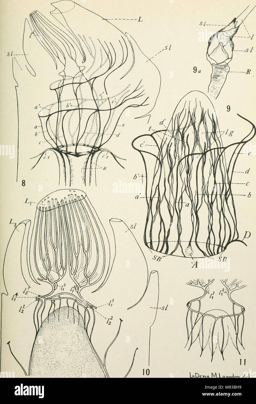 'Contributions from the Hull Botanical Laboratory' showcases various ...