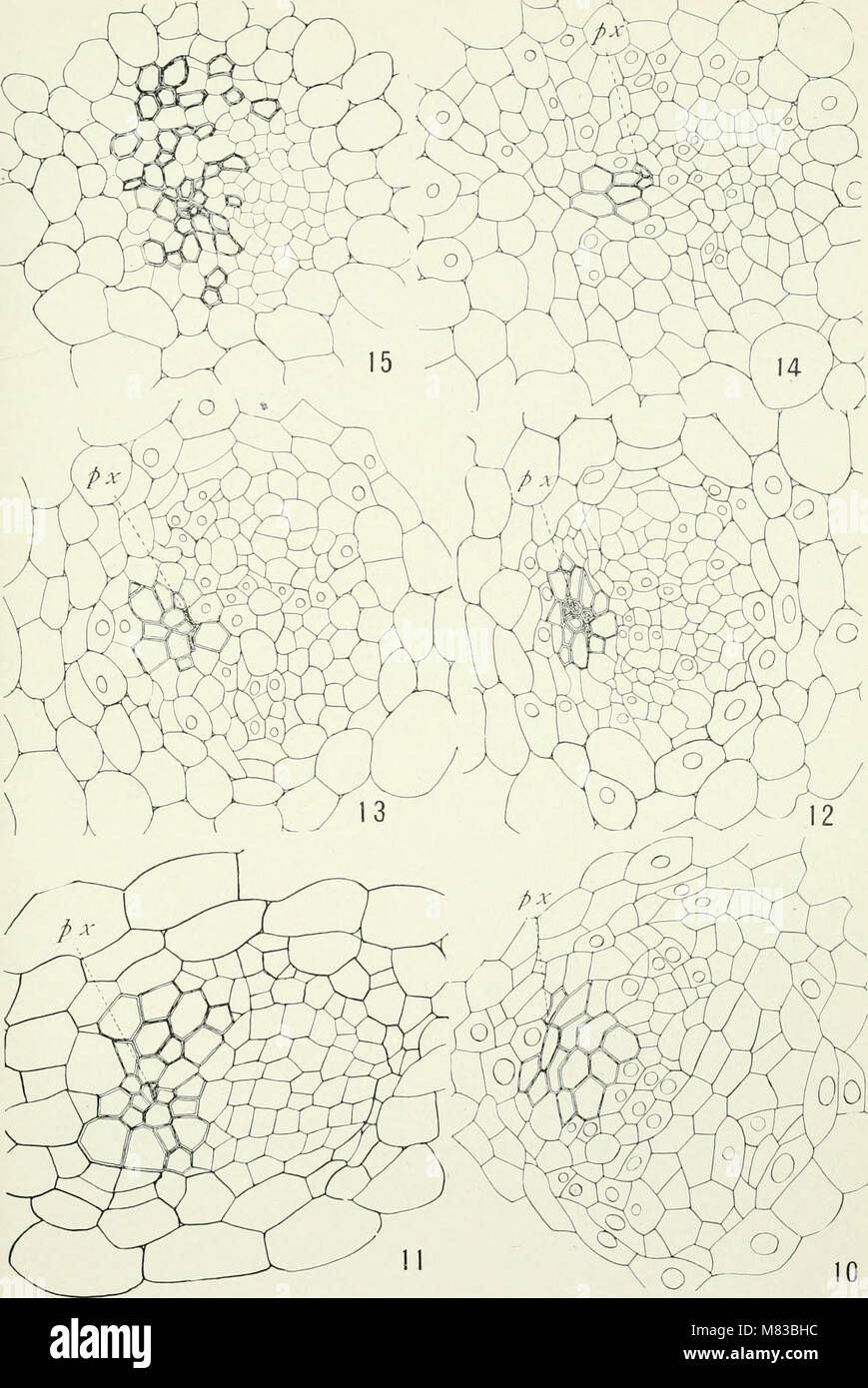 Contributions from the Hull Botanical Laboratory (1895-) (20067790613 ...
