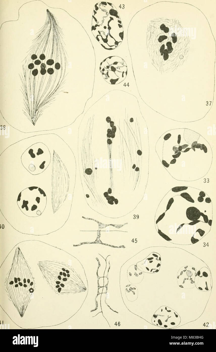 Contributions from the Hull Botanical Laboratory (1895-) (20500685918 ...