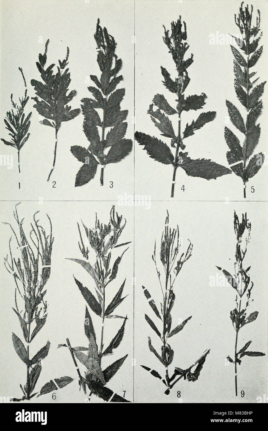 Contributions from the Hull Botanical Laboratory (1895-) (20500906638 ...