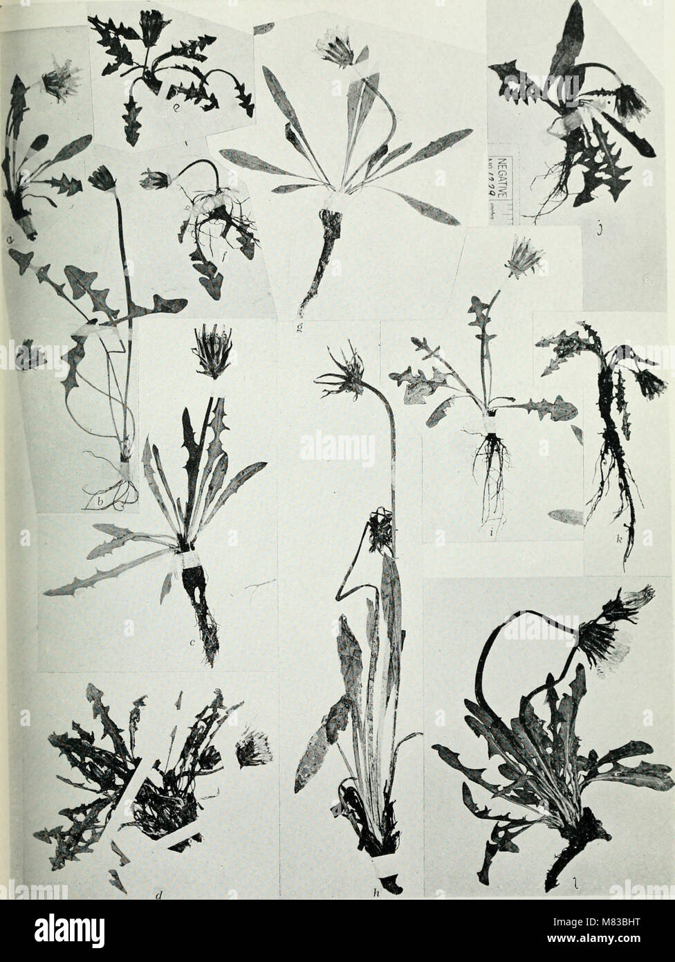 Contributions from the Hull Botanical Laboratory (1895-) (20501041810 ...