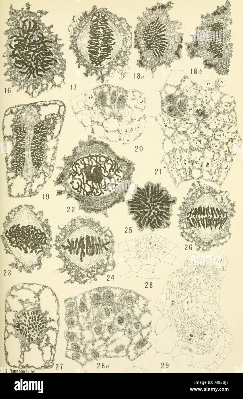 Contributions from the Hull Botanical Laboratory (1895-) (20688682035 ...