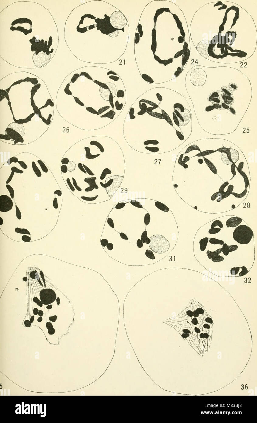 Contributions from the Hull Botanical Laboratory (1895-) (20688691715 ...