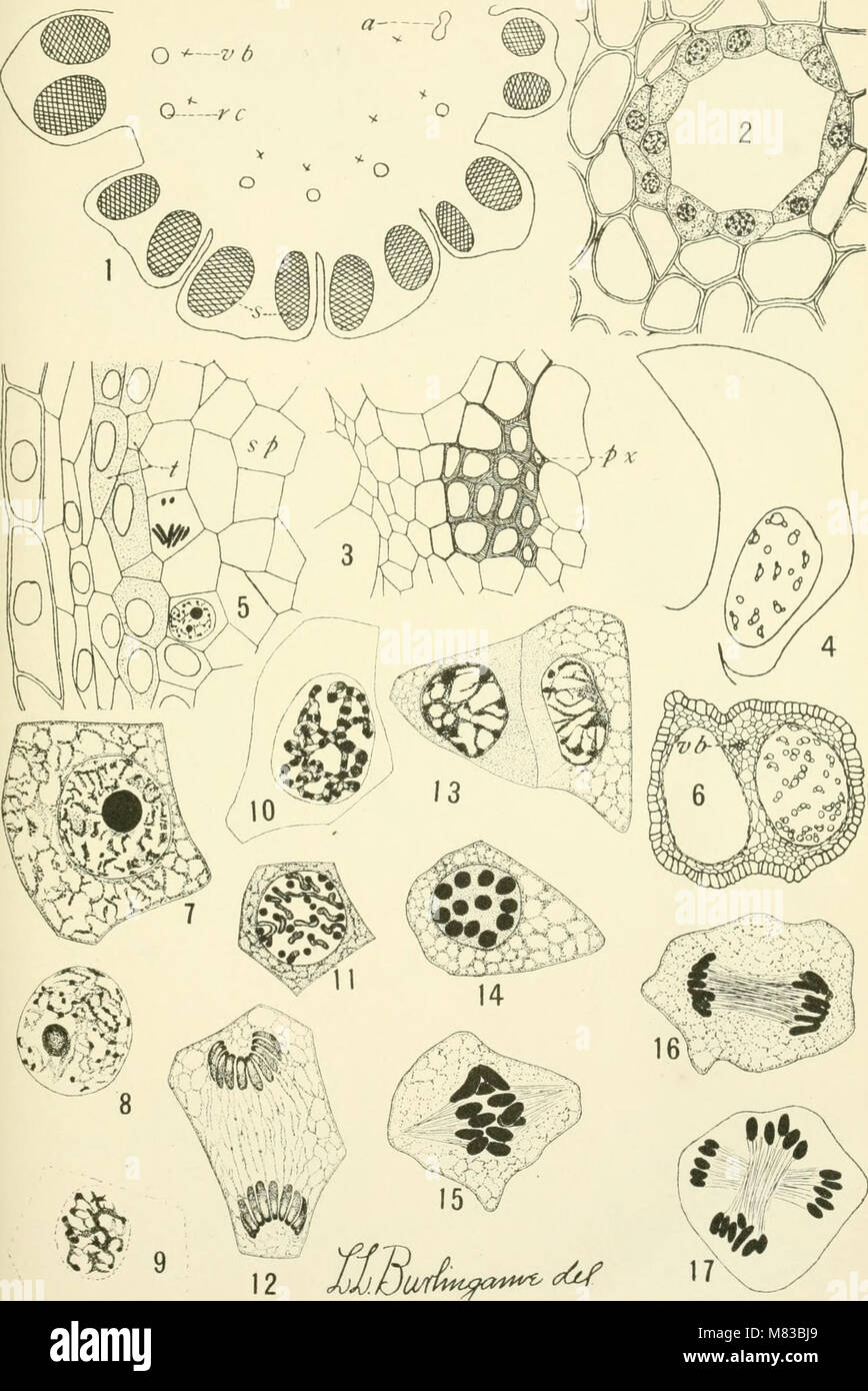 *Contributions from the Hull Botanical Laboratory* (1895-) is a series ...