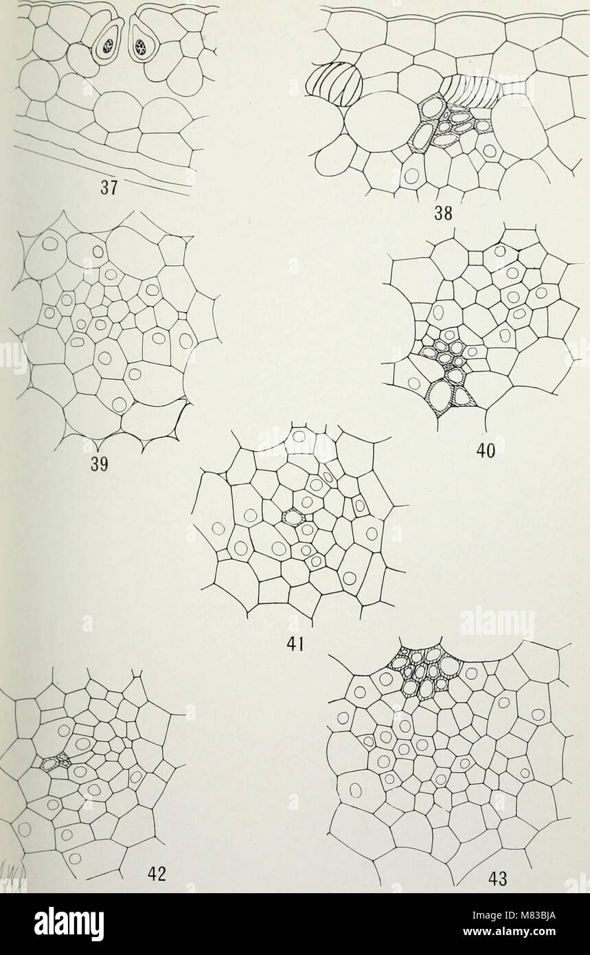Contributions from the Hull Botanical Laboratory (1895-) (20688896795 ...