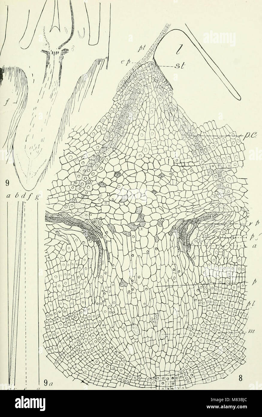 *Contributions from the Hull Botanical Laboratory* (1895-) is a series ...