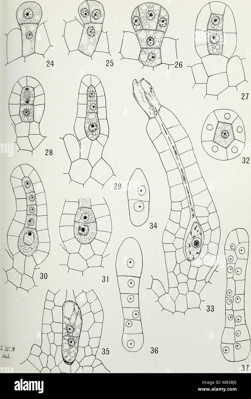 'Contributions from the Hull Botanical Laboratory' is a collection of ...