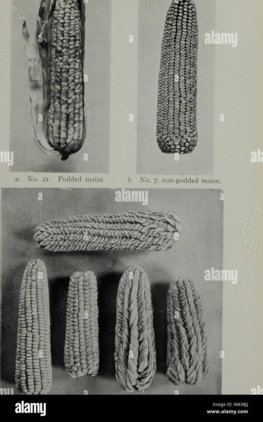 'Contributions from the Laboratory of Plant Genetics' (1909) presents ...