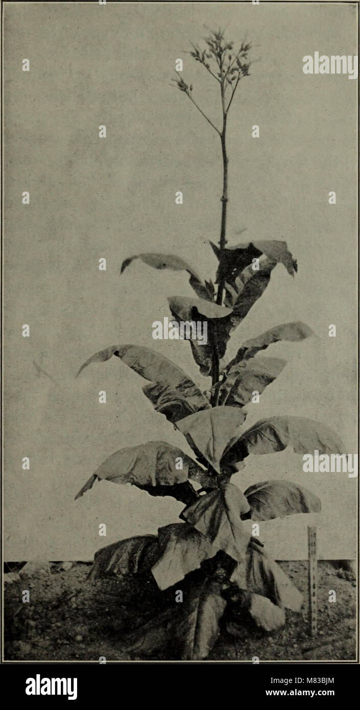 *Contributions from the Laboratory of Plant Genetics* (1909) presents ...