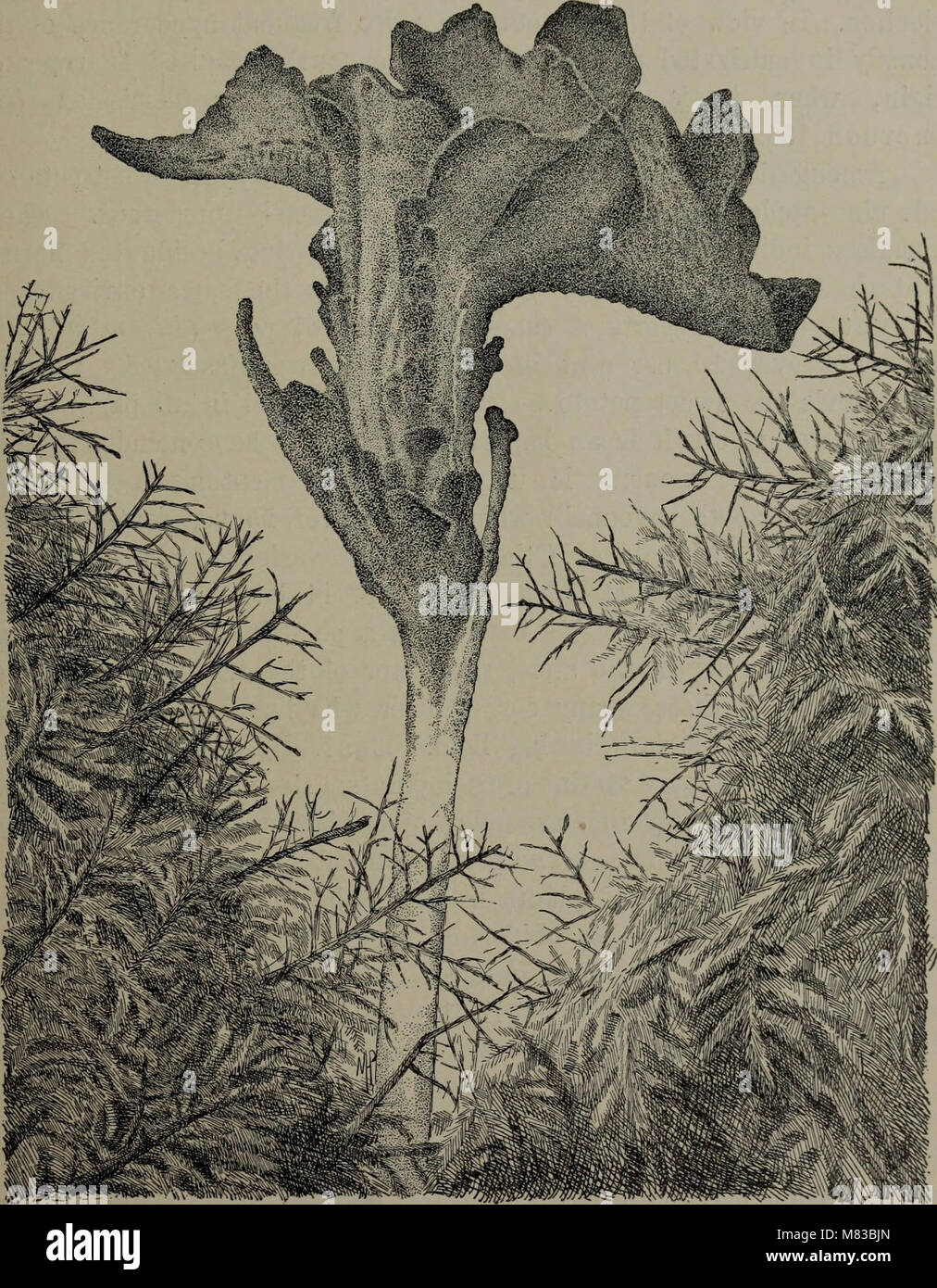 *Contributions from the Laboratory of Plant Genetics* (1909) publishes ...